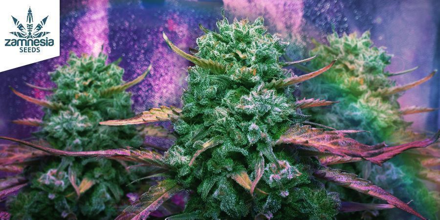 Super Strong Weed: Top 10 High-THC Strains [2021] - Zamnesia USA