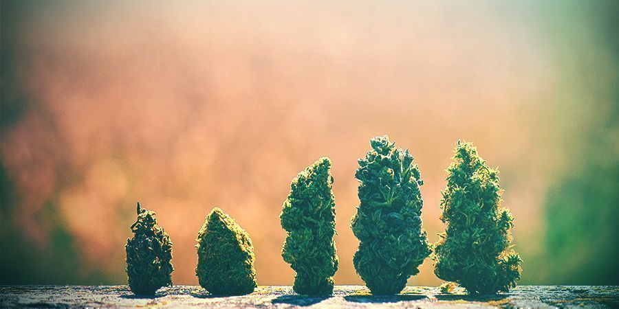 The Best Weed To Grow In The Netherlands - Zamnesia USA