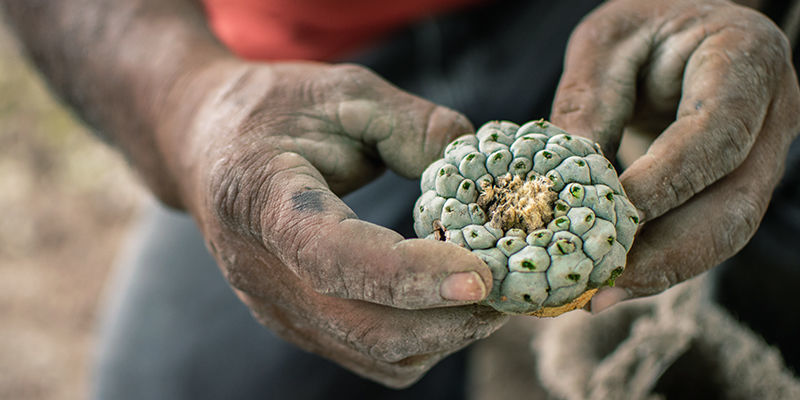 The Ultimate Mescaline Cactus Guide - Zamnesia USA