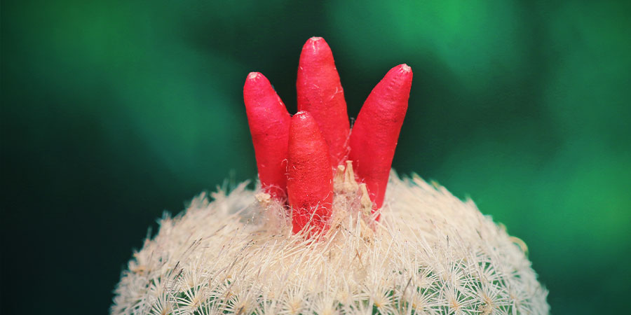 The Ultimate Mescaline Cactus Guide - Zamnesia USA