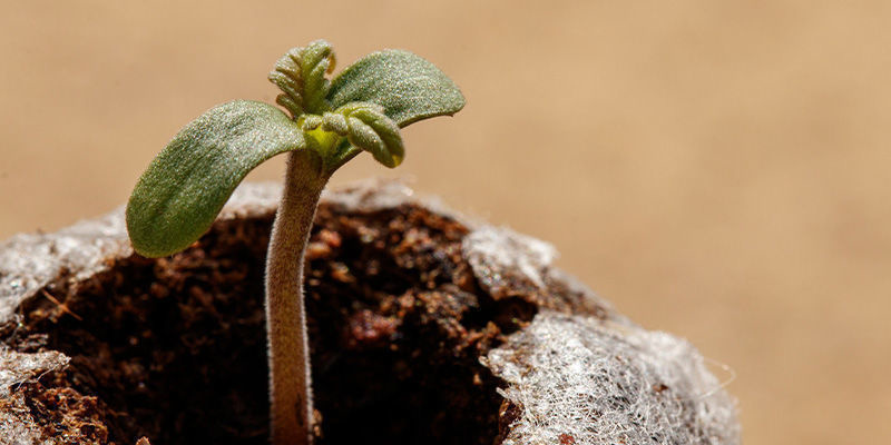 How To Germinate Cannabis Seeds - Zamnesia USA