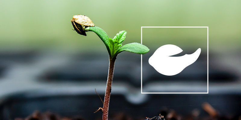 How To Germinate Cannabis Seeds - Zamnesia USA