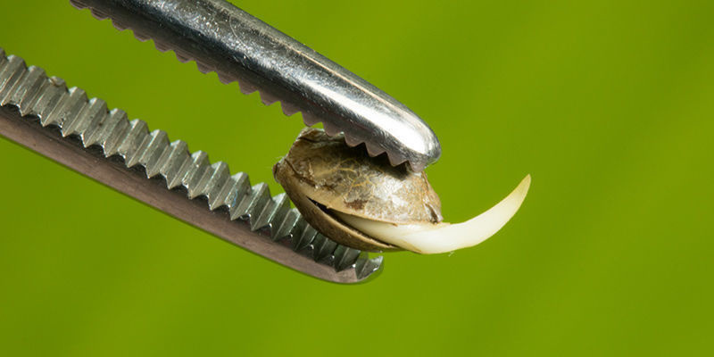 How To Germinate Cannabis Seeds - Zamnesia USA