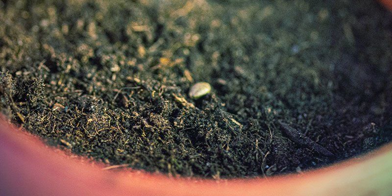 How To Germinate Cannabis Seeds - How to grow weed - Zamnesia USA