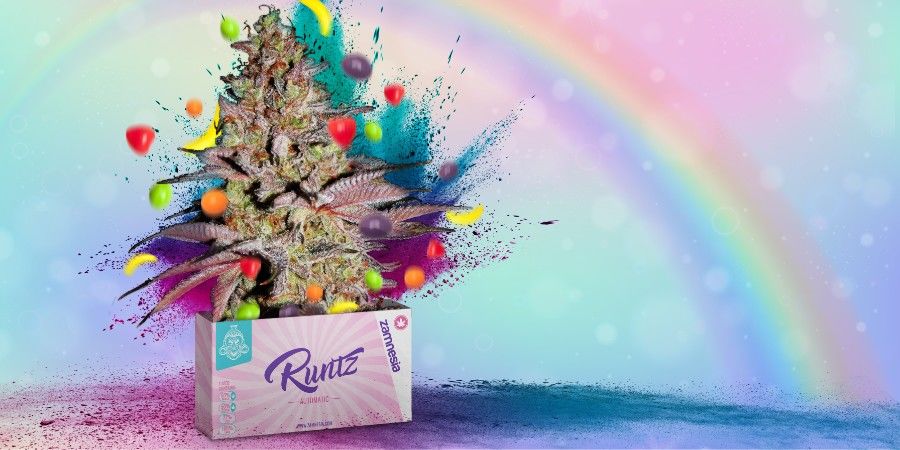Runtz Automatic | Zamnesia Seeds | Cannabis Seeds - Zamnesia USA